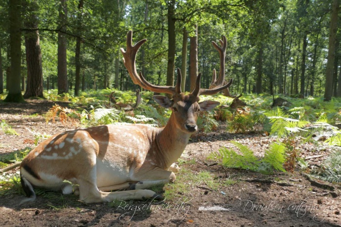 Hanau: Wildpark Alte Fasanerie in Klein-Auheim | Bergsehnsüchtig